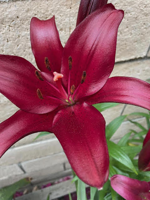 Hoa Ly Ly – Hình Chu Vương Miện | Quảng Ngãi Nghĩa Thục